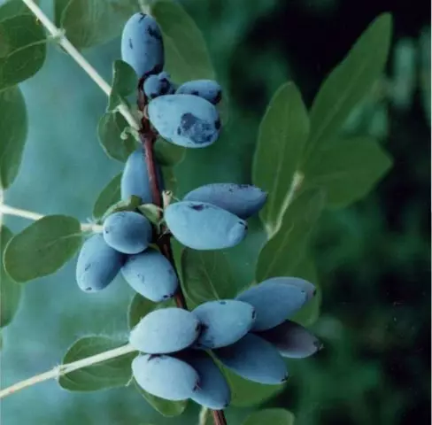 I-Honeysuckle Fire opal: incazelo ehlukahlukene, ukutshala nokunakekelwa, ukukhiqizwa kabusha, izithombe, izibuyekezo 8212_1