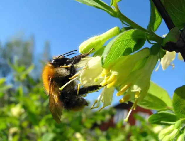 Honeysuckle Fire opal: popis odrůdy, výsadba a péče, reprodukce, fotografie, recenze 8212_6