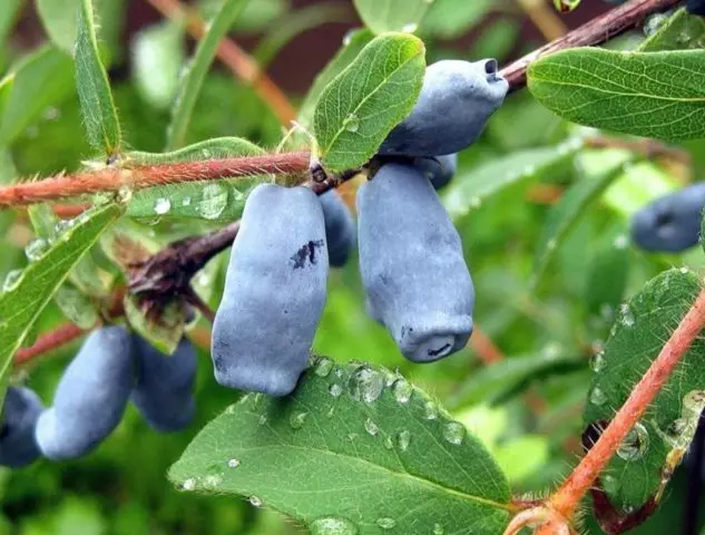 Honeysuckle Nightingale: disgrifiad amrywiaeth, lluniau, plannu a gofal, peillwyr, tocio, adolygiadau 8213_1