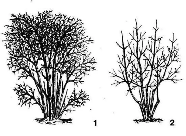 Honeysuckle Nightingale: bayanin iri -iri, hotuna, dasa da kulawa, pollinators, pruning, bita 8213_3