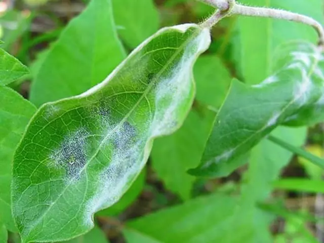 Honeysuckle Nightingale: bayanin iri -iri, hotuna, dasa da kulawa, pollinators, pruning, bita 8213_6