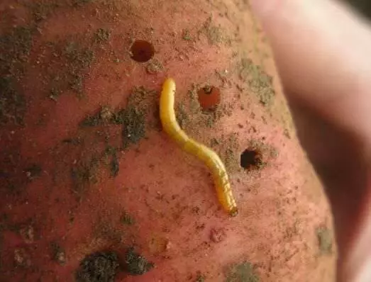 Mustard ka soo horjeeda wireworm: goorta la beero