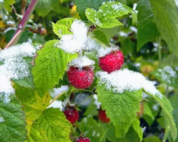 Planter des framboises en automne 8221_11