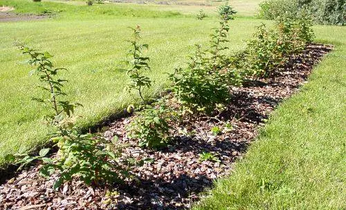 Himbeeren im Herbst pflanzen 8221_7