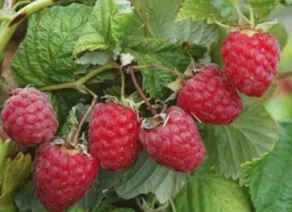 Raspberry Bell: lainlaing paghulagway, litrato, pagsusi 8224_1