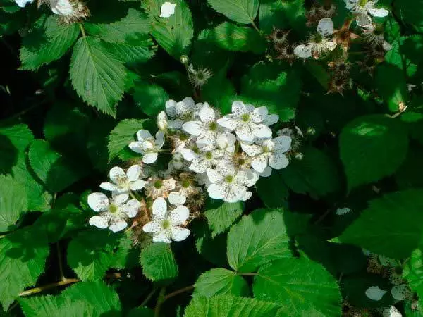 Raspberry Bell: opis sorte, fotografije, ocene 8224_2