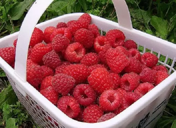 Raspberry Bell: incazelo ehlukahlukene, izithombe, ukubuyekezwa 8224_3