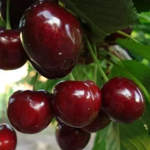 Cherry Meeting: fajtaleírás, fotók, vélemények 8227_3