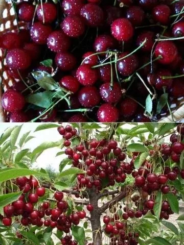 ការប្រជុំ Cherry៖ ការពិពណ៌នាផ្សេងៗគ្នារូបថតការពិនិត្យ 8227_6