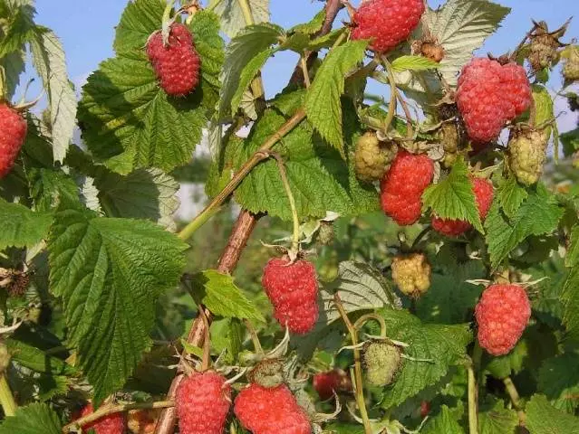 Raspberry Tulamin: အမျိုးမျိုးဖော်ပြချက်, ဓာတ်ပုံများ, ပြန်လည်သုံးသပ်ခြင်း 8233_1