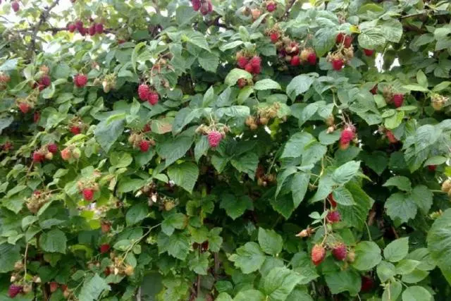 Raspberry Tulamin: အမျိုးမျိုးဖော်ပြချက်, ဓာတ်ပုံများ, ပြန်လည်သုံးသပ်ခြင်း 8233_10