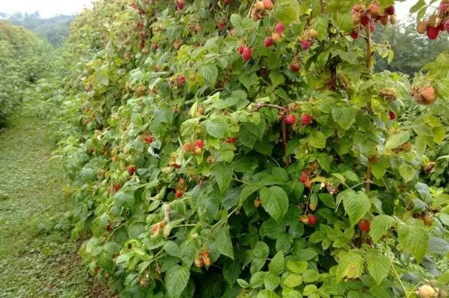 Raspberry Tulamin: အမျိုးမျိုးဖော်ပြချက်, ဓာတ်ပုံများ, ပြန်လည်သုံးသပ်ခြင်း 8233_2