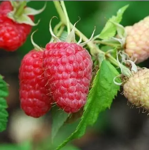 Raspberry Tulamin: အမျိုးမျိုးဖော်ပြချက်, ဓာတ်ပုံများ, ပြန်လည်သုံးသပ်ခြင်း 8233_7