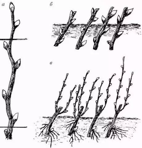 Conas gearrthóga barberry a iomadú san fhómhar agus sa samhradh, ag leagan, ag síolta 8234_4