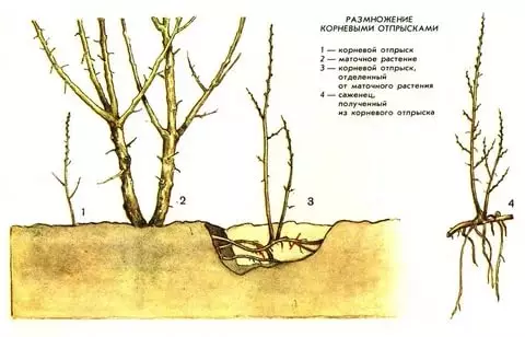 Πώς να πολλαπλασιάσετε μοσχεύματα barberry το φθινόπωρο και το καλοκαίρι, στρώσεις, σπόρους 8234_7