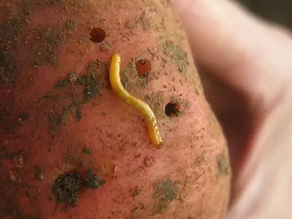 Provotox minn wireworm: reviżjonijiet, struzzjonijiet 823_1