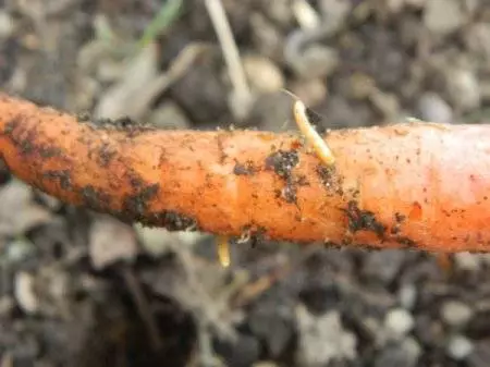 Provotox minn wireworm: reviżjonijiet, struzzjonijiet 823_11