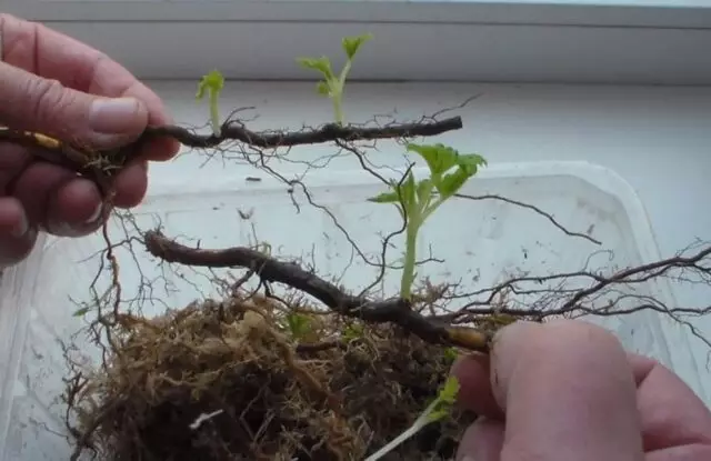 How to propagate ezhemalina: autumn, spring, cuttings, video 8245_2