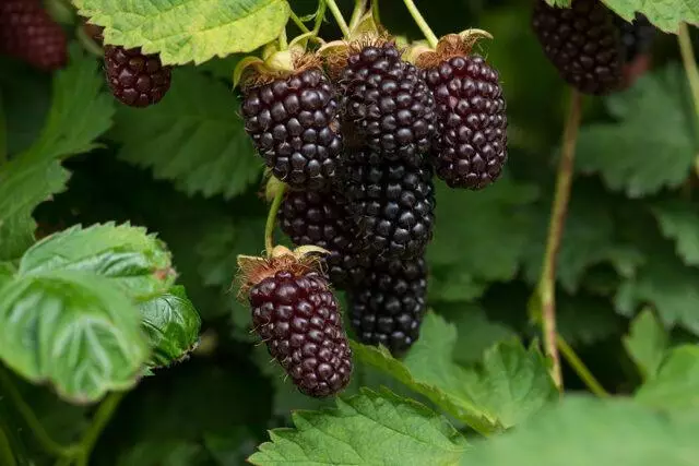 Hur man förökar ezhemalina: höst, vår, sticklingar, video 8245_5