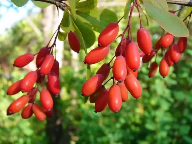 Dogwood fræ: gagnlegir eiginleikar og frábendingar, frá gyllinæð, hvernig á að taka 8261_1