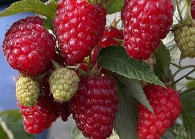 Raspberry Lyachka: rasbeschrijving, foto's, beoordelingen 8275_1