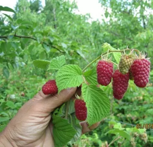 Raspberry Lyachka: descrición da variedade, fotos, comentarios 8275_5