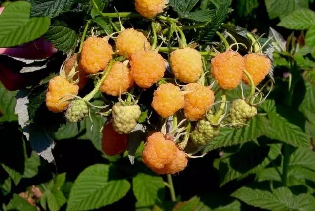 Raspberry Apricot: barietate deskribapena, argazkiak, iritziak 8284_1