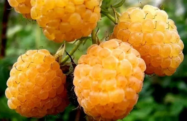 Raspberry Apricot: pelbagai penerangan, foto, ulasan 8284_7