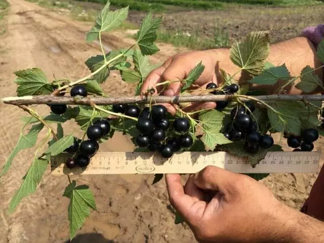 Nhema currant Kunze: dzakasiyana tsananguro, mapikicha, ongororo 8287_2