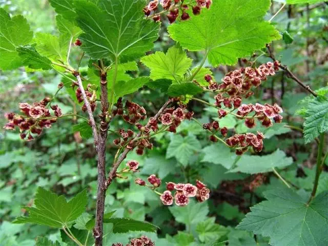 Nhema currant Kunze: dzakasiyana tsananguro, mapikicha, ongororo 8287_8