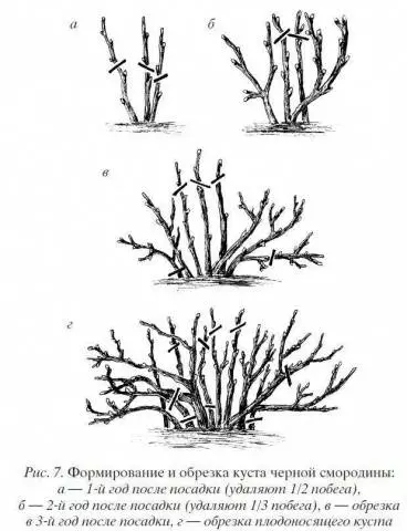 黑醋栗異國情調：品種描述、照片、評論 8287_9