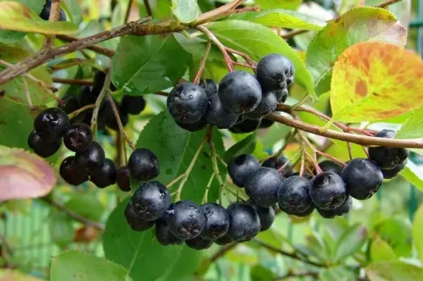 Chokeberry: inalষধি বৈশিষ্ট্য এবং contraindications 8318_5