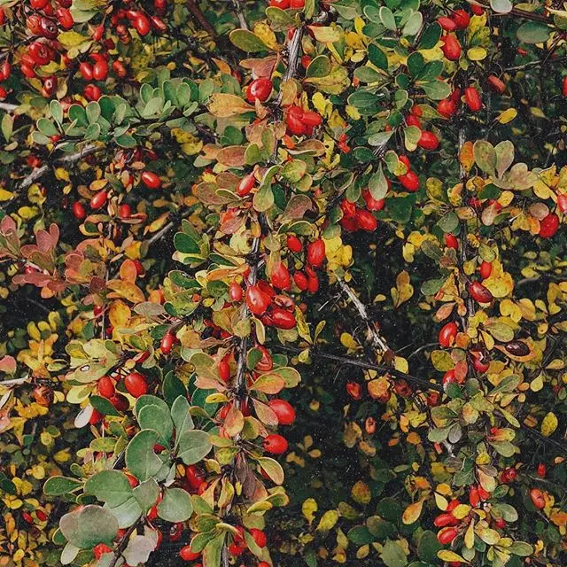 Kızamık hastalıkları ve onlara karşı mücadele: fotoğraflar, tedavi yöntemleri 8319_10