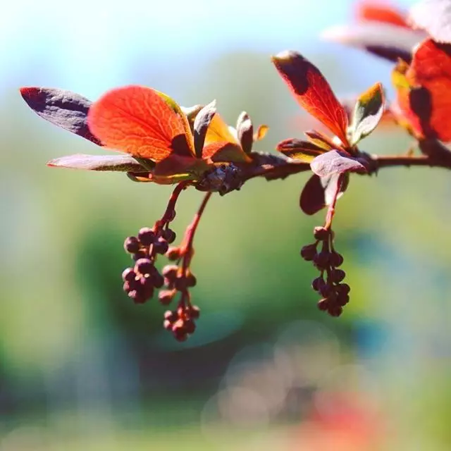 Galair barberry agus an troid ina gcoinne: grianghraif, modhanna cóireála 8319_17