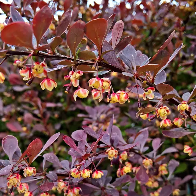 Cudurada barberry iyo dagaalka ka dhanka ah: sawirrada, hababka daaweynta 8319_2