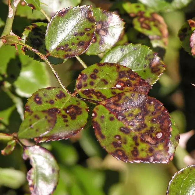 Galair barberry agus an troid ina gcoinne: grianghraif, modhanna cóireála 8319_6