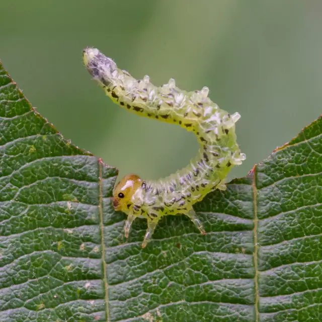 Zvirwere zvebarberry uye kurwa navo: mapikicha, nzira dzekurapa 8319_8