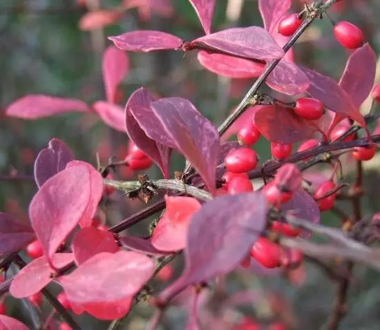 Barberry Rose Glow (Rose Glow): beskrivelse, plantning og pleje, foto 8333_1