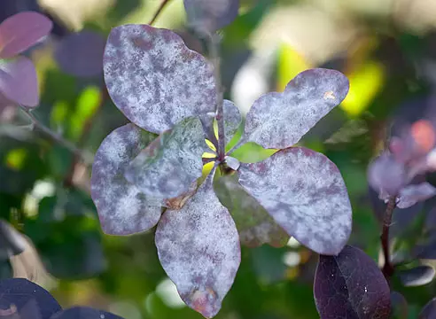 Barberry Rose Glow (Rose Glow): açıklama, dikim ve bakım, fotoğraf 8333_11