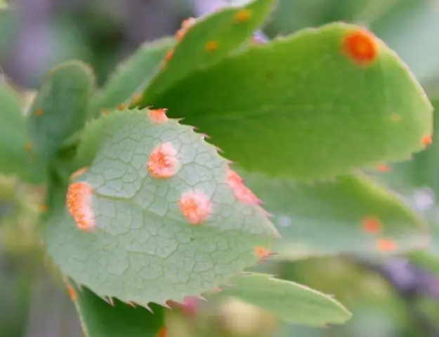 Barberry Rose Glow (Rose Glow)៖ ការពិពណ៌នាការដាំនិងការថែទាំរូបថត 8333_12