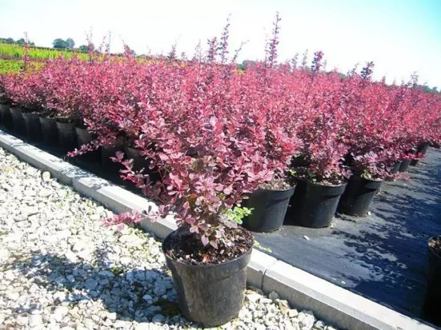 Barberry Rose Glow (Rose Glow): beskrivelse, plantning og pleje, foto 8333_14