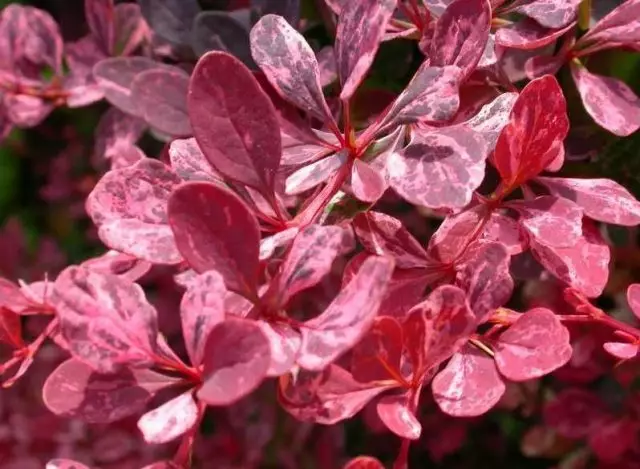 Barberry Rose Glow (Rose Glow): descrición, plantación e coidado, foto 8333_2