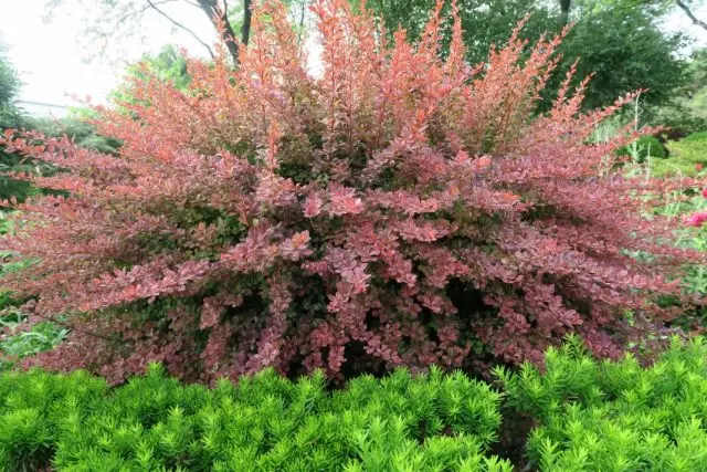 Barberry Rose Glow (Rose Glow): beskrivning, plantering och vård, foto 8333_3