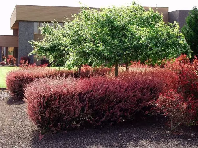 Barberry Rose Glow (Rose Glow): açıklama, dikim ve bakım, fotoğraf 8333_6