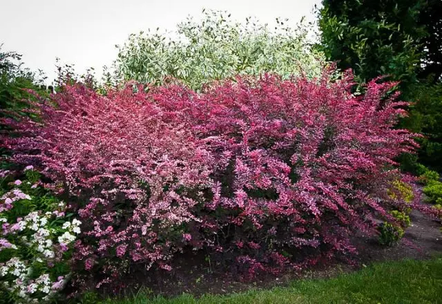 Barberry Rose Glow (Rose Glow): descripció, plantació i cura, foto 8333_8