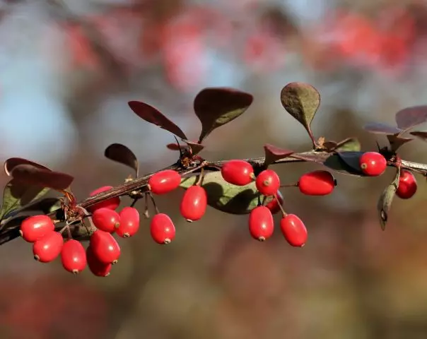 Barberry Thunberg (Berberis thunbergii): قسمون ، تصويرون ۽ وضاحت 8336_1