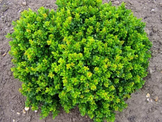 Barberry Thunberg (Berberis thunbergii): ჯიშები, ფოტოები და აღწერა 8336_10