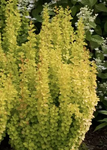 زرشک تونبرگ (Berberis thunbergii): انواع ، عکس ها و توضیحات 8336_11