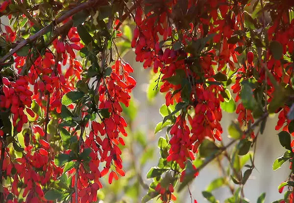 Barberry Thunberg (Berberis thunbergii): variëteite, foto's en beskrywing 8336_14