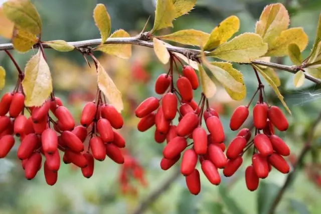 Barberry Thunberg (Berberis thunbergii): variëteite, foto's en beskrywing 8336_15